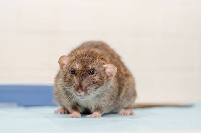 Rat Behavior - What is Your Rat Expressing? - The Pet Savvy