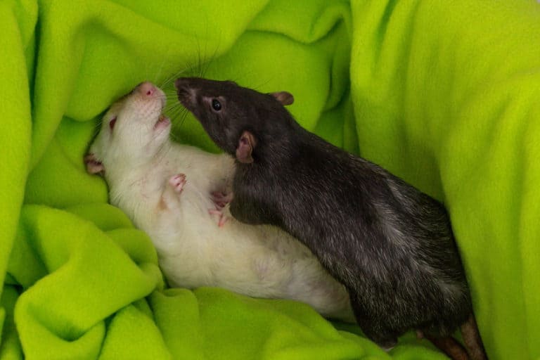 Rat Behavior - What is Your Rat Expressing? - The Pet Savvy