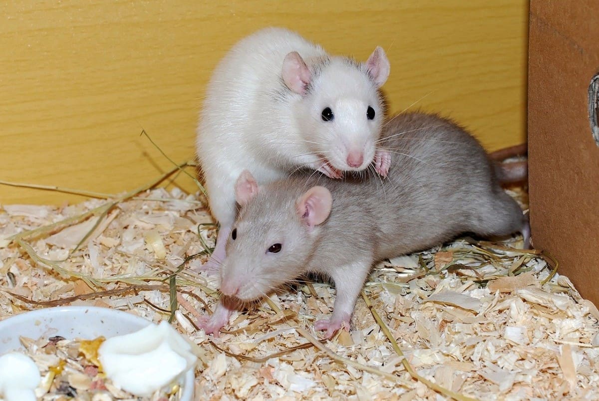 Rat Behavior - What is Your Rat Expressing? - The Pet Savvy