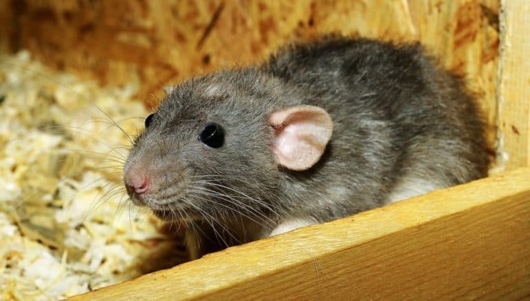 Rat Behavior - What is Your Rat Expressing? - The Pet Savvy