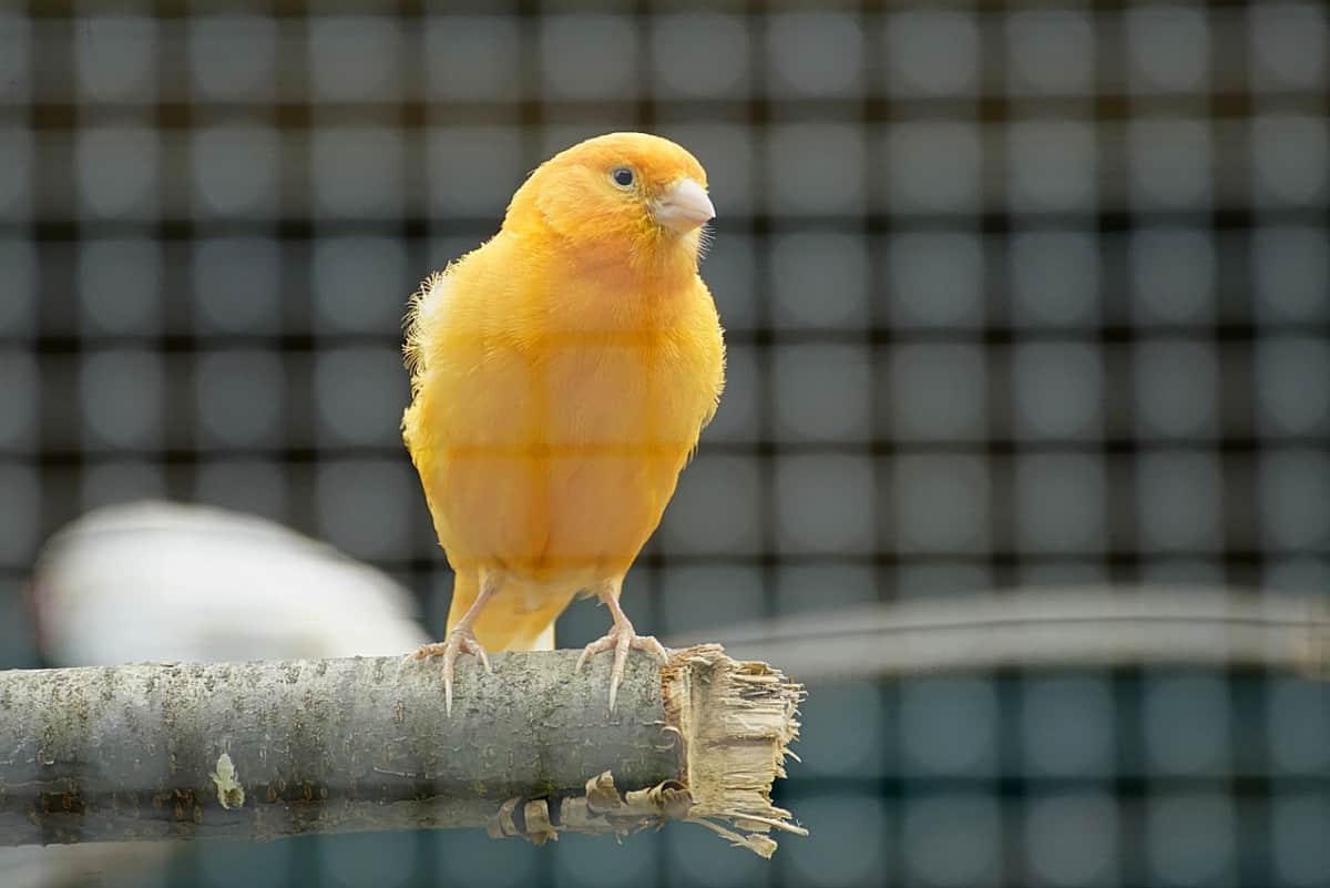 12 Best Beginner Birds - A Complete Guide - The Pet Savvy