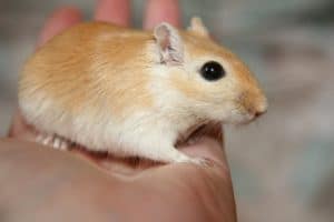 All Gerbil Colors And Patterns (With Pictures) - The Pet Savvy