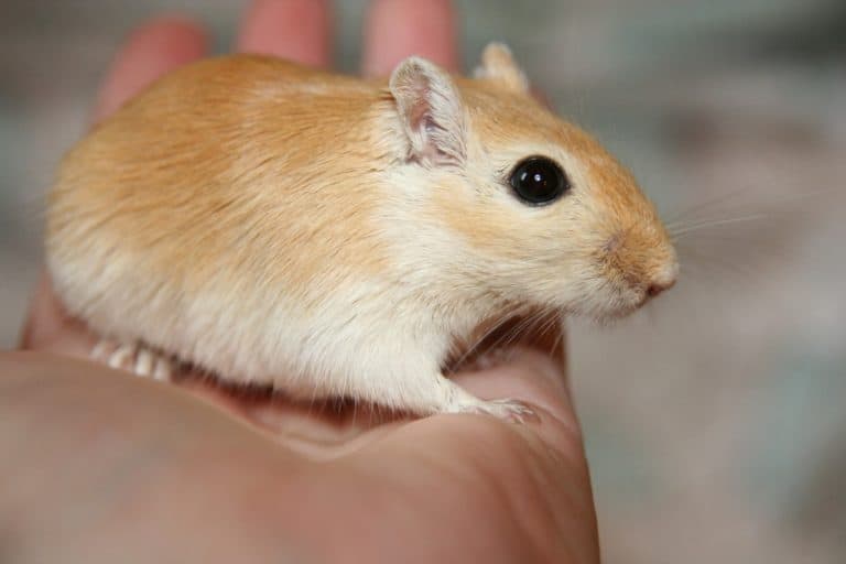 All Gerbil Colors And Patterns (With Pictures) - The Pet Savvy