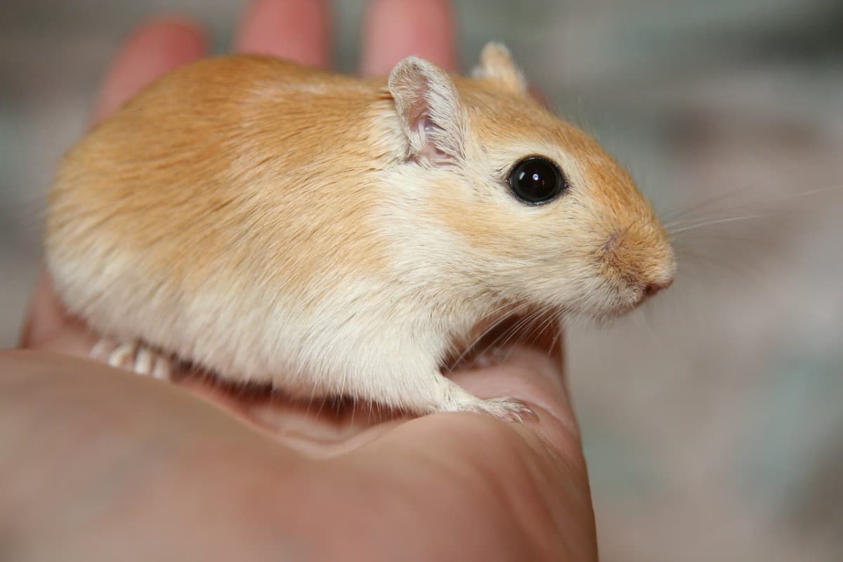 All Gerbil Colors And Patterns (With Pictures) - The Pet Savvy