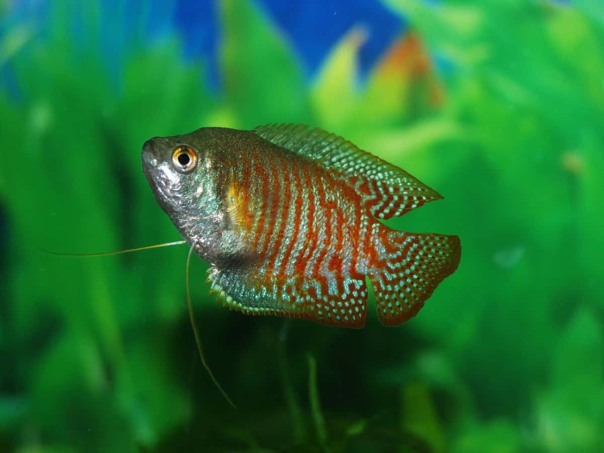 12 Best Beginner Fish For Freshwater Aquariums - The Pet Savvy