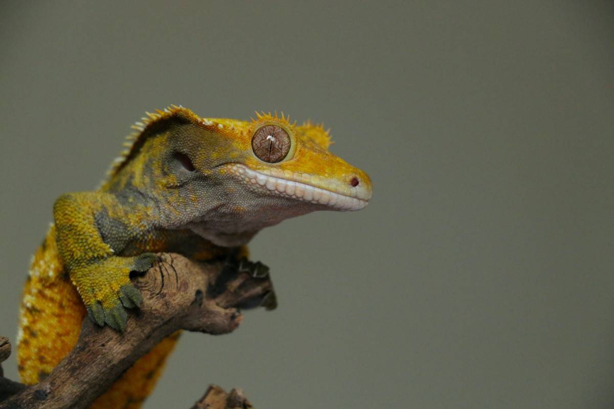 20 Best Beginner Reptiles and Amphibians - The Pet Savvy