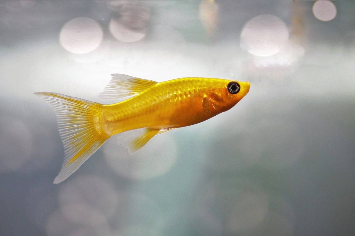 12 Best Beginner Fish For Freshwater Aquariums - The Pet Savvy