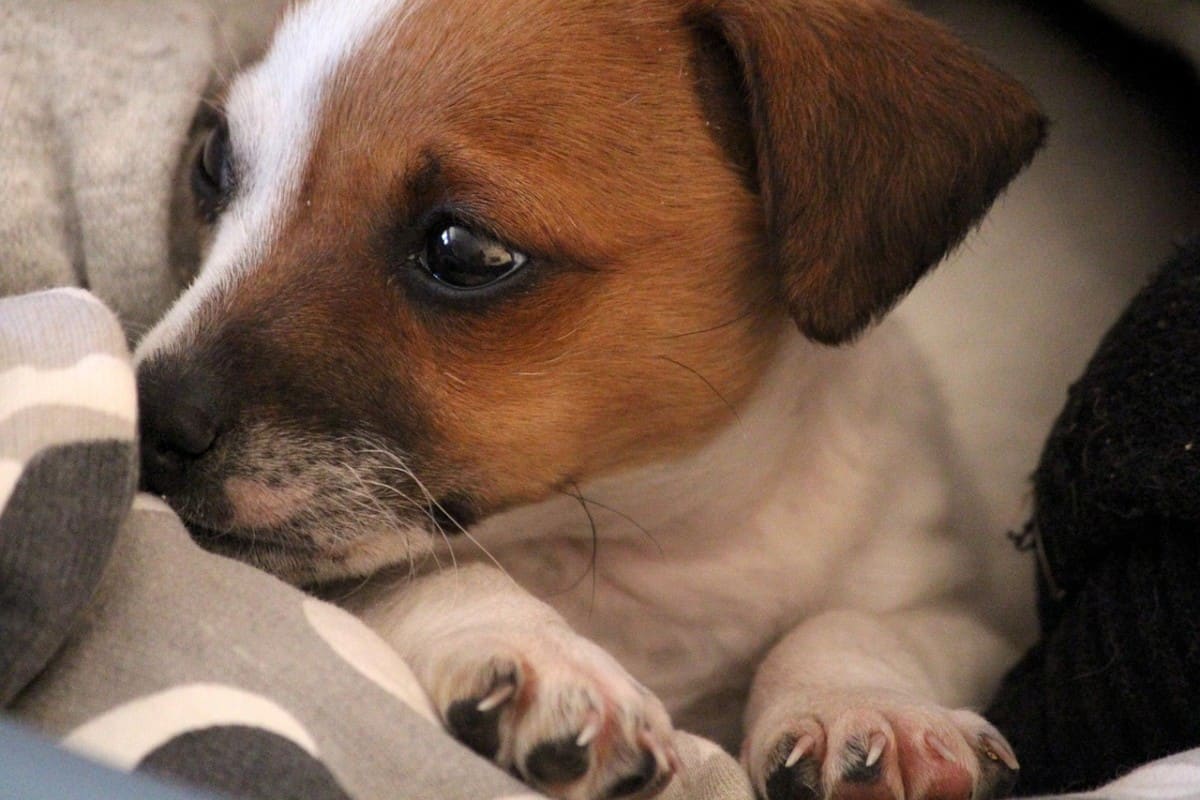 15 Best Small Pets That Like to Cuddle - The Pet Savvy