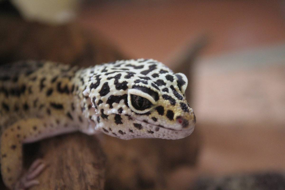 20 Best Beginner Reptiles and Amphibians - The Pet Savvy