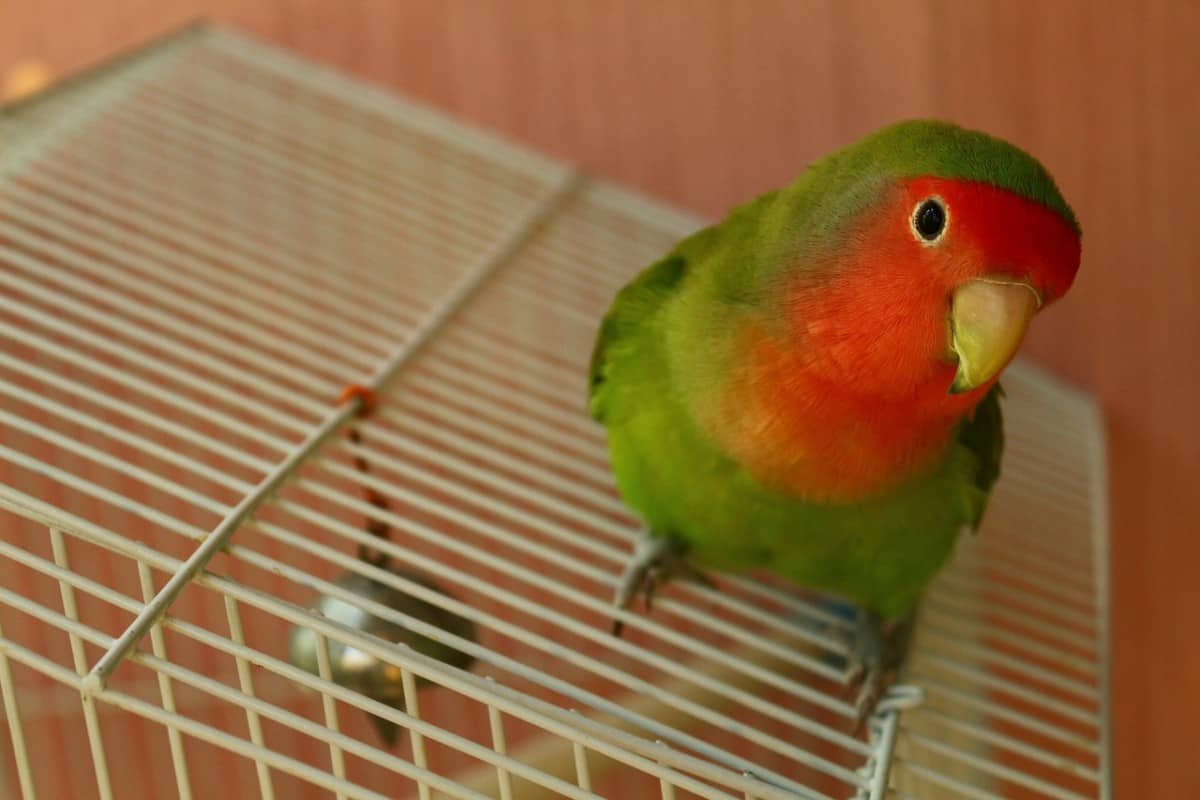 12 Best Beginner Birds - A Complete Guide - The Pet Savvy