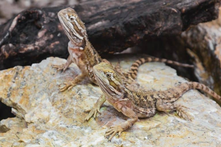 20 Best Beginner Reptiles and Amphibians - The Pet Savvy