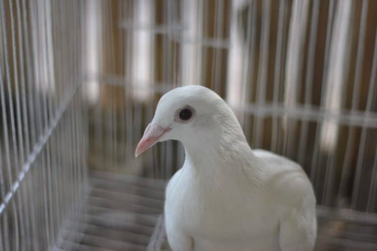 25 Best Pets for an Apartment or a Small House - The Pet Savvy
