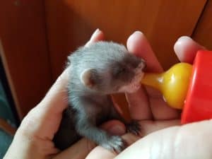 How Big Do Ferrets Get? (With Pictures) - The Pet Savvy