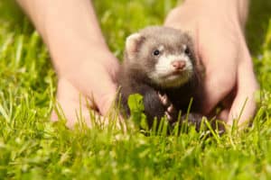 How Should I Hold My Ferret? (With Pictures) - The Pet Savvy