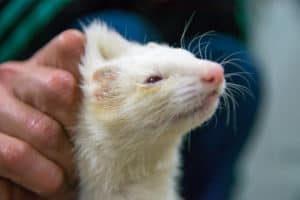 How Should I Hold My Ferret? (With Pictures) - The Pet Savvy