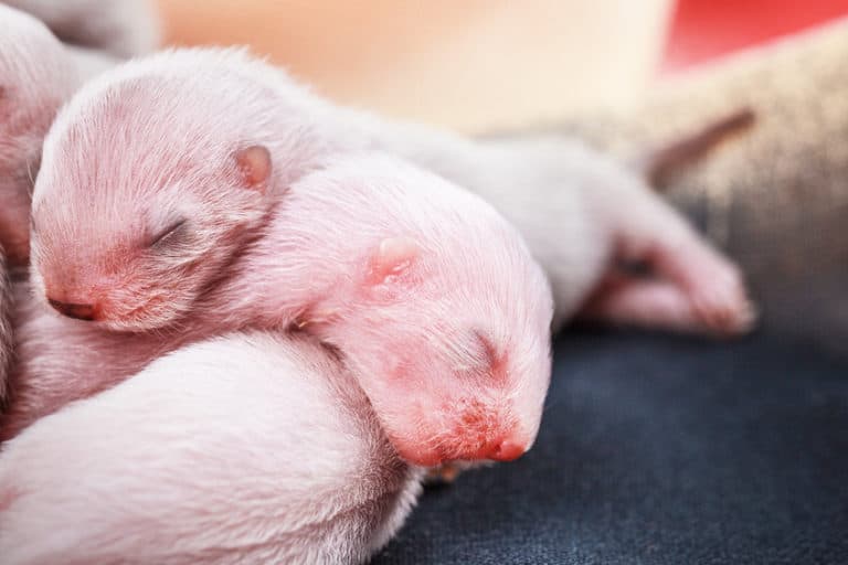 How Big Do Ferrets Get? (With Pictures) - The Pet Savvy