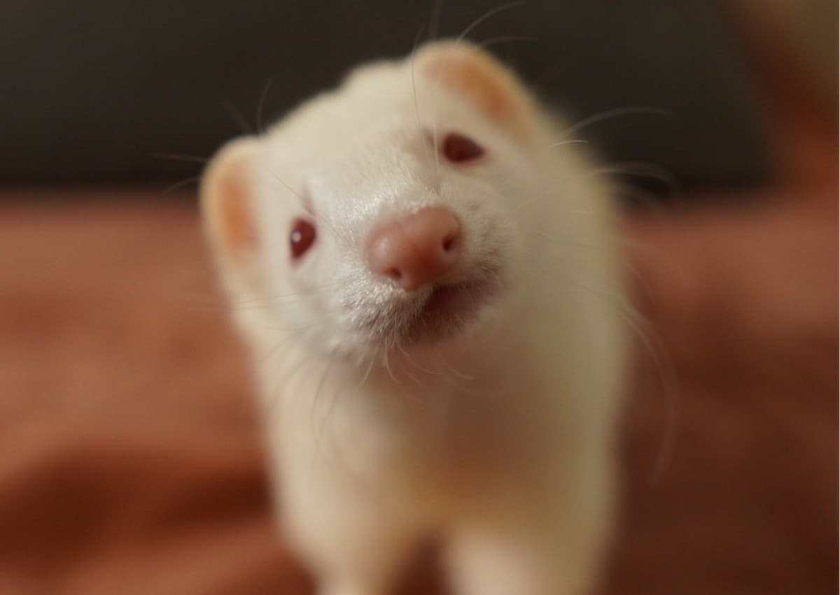 Are Ferrets Good Pets? Read This Before You Buy One! - The Pet Savvy