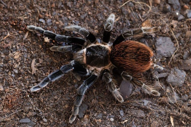 Mexican Red Rump Tarantula | Tliltocatl vagans Care Guide - The Pet Savvy