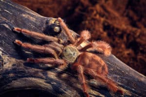 Terrestrial Tarantula VS Arboreal Tarantula – The Pet Savvy