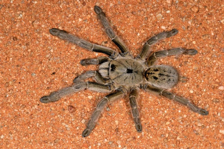 Old World Vs. New World Tarantulas - What's The Difference? - The Pet Savvy