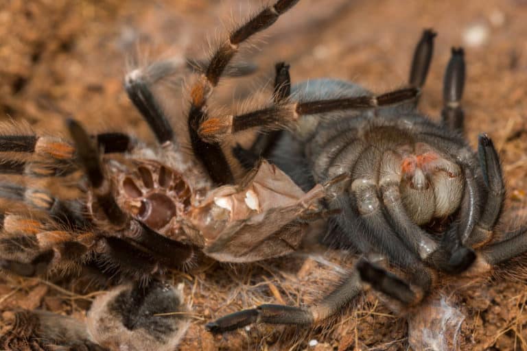 A Complete Guide on Tarantula Molting - The Pet Savvy