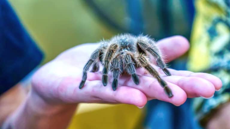 Are Tarantulas Poisonous? Here is What You Should Know - The Pet Savvy