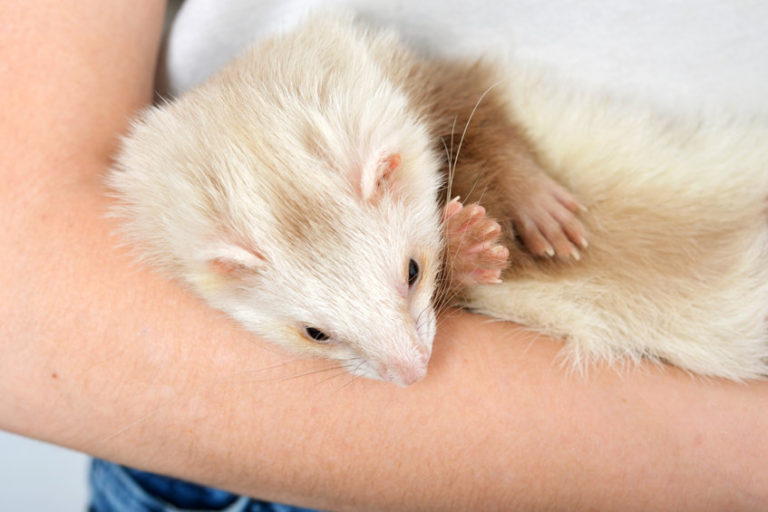 Do Ferrets Like To Cuddle? How Affectionate Are They? - The Pet Savvy