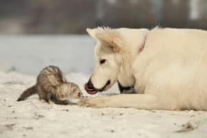 Do Ferrets And Dogs Get Along? - The Pet Savvy