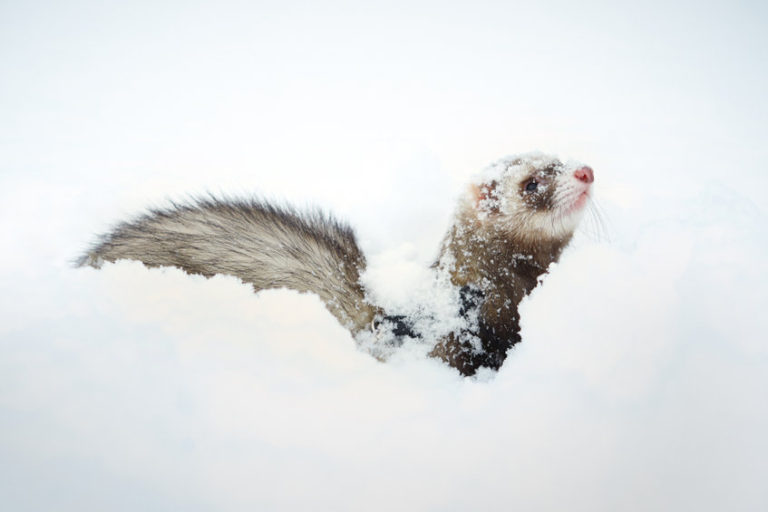 Do Ferrets Like Snow? (With Pictures and Videos) - The Pet Savvy