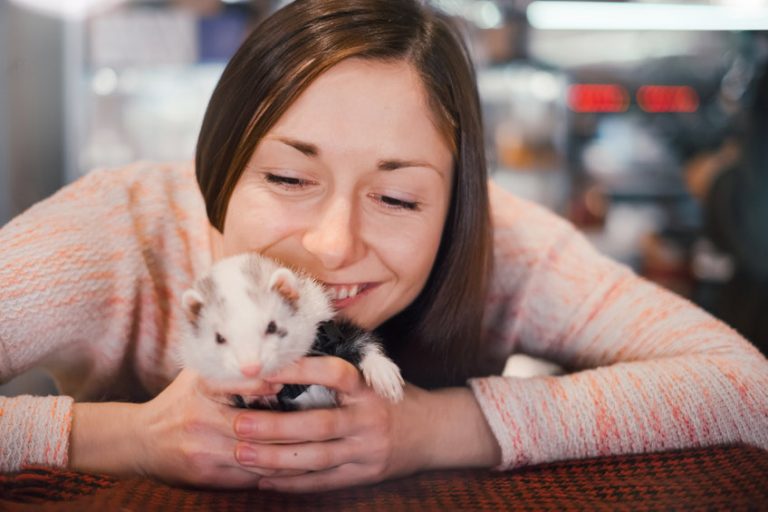 13 Great Tips To Bond With Your Ferret | Ferret Bonding Tips - The Pet ...