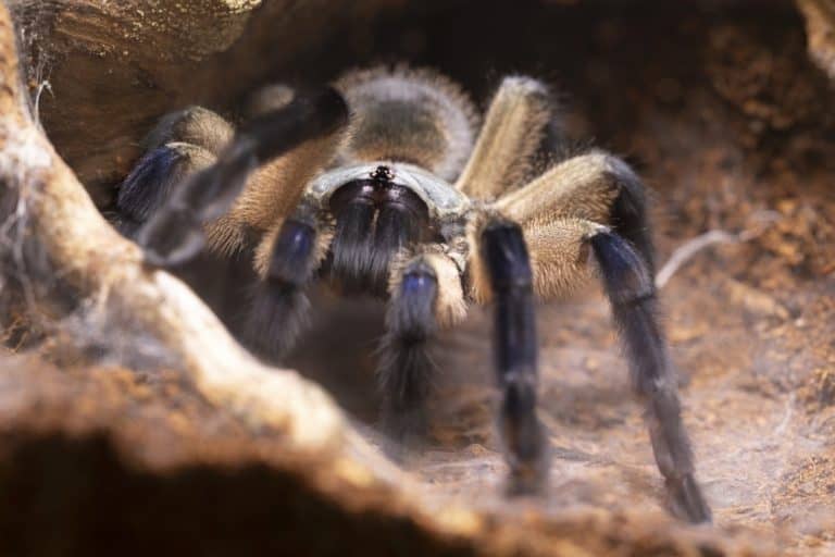 How Much Does a Tarantula Cost? (2023 Update) - The Pet Savvy