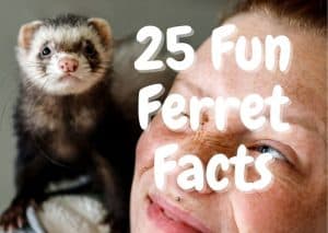 25 Fun & Amazing Ferret Facts - The Pet Savvy