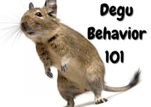Degu Behavior 101 | What is Your Degu Expressing? - The Pet Savvy