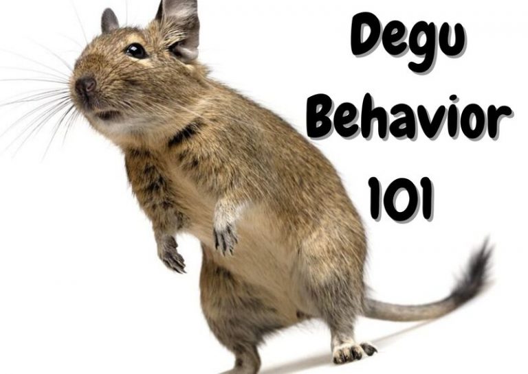 Degu Behavior 101 | What is Your Degu Expressing? - The Pet Savvy