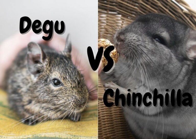 Degu Vs Chinchilla - 7 Differences Between These Two Pets - The Pet Savvy