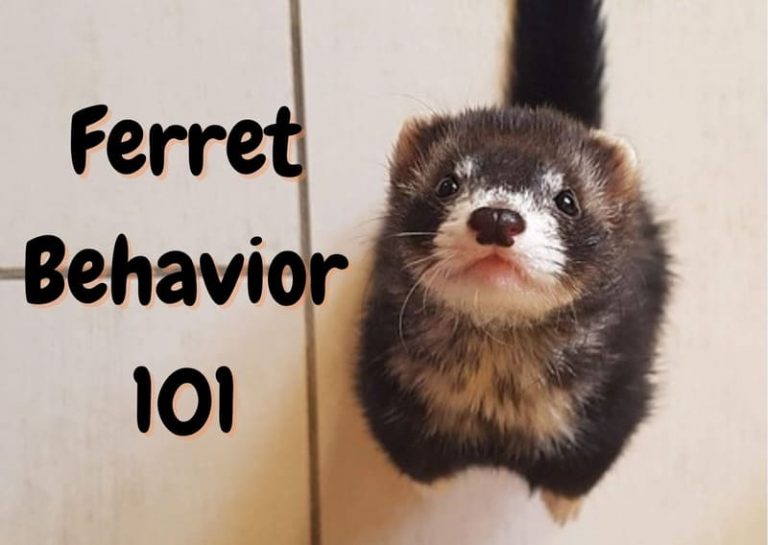 18 Ferret Behaviors and What They Mean - The Pet Savvy
