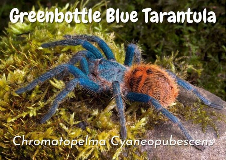 Greenbottle Blue Tarantula | Chromatopelma Cyaneopubescens Care Guide ...