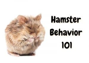 Hamster Behavior 101 | What is your Hamster Expressing? - The Pet Savvy