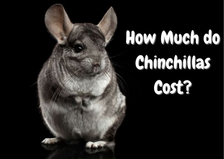 How Much Do Chinchillas Cost? (2023 Update) - The Pet Savvy
