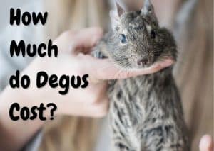 How Much do Degus Cost? (2023 update) - The Pet Savvy