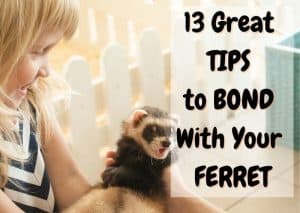 13 Great Tips To Bond With Your Ferret | Ferret Bonding Tips - The Pet ...