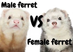 Male VS Female Ferret - Which One is Right for Me? - The Pet Savvy