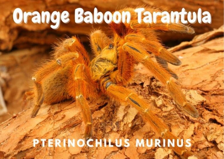 Orange Baboon Tarantula | Pterinochilus Murinus Care Guide - The Pet Savvy