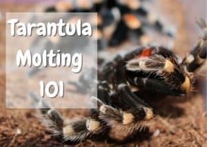 A Complete Guide on Tarantula Molting - The Pet Savvy