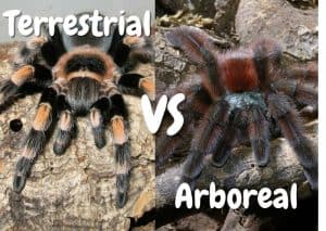 Terrestrial Vs. Arboreal Tarantula - What's The Difference? - The Pet Savvy