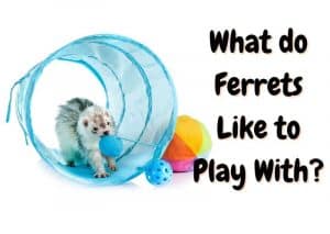 8 Safe Toys Ferrets Like To Play With - The Pet Savvy