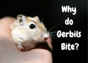 Do Gerbils Bite? Yes - Here is What You Can Do About it - The Pet Savvy