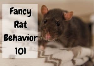 Rat Behavior - What is Your Rat Expressing? - The Pet Savvy
