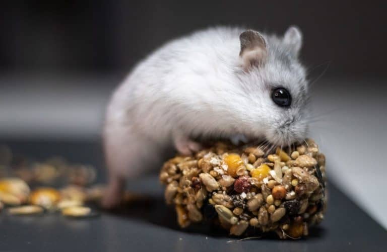 Hamster Lifespan: How Long Do Hamsters Live? - The Pet Savvy