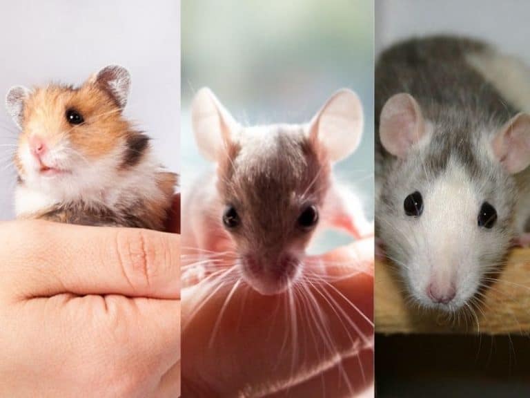 Hamster VS Mouse VS Rat: Which Pet Should I Choose? - The Pet Savvy